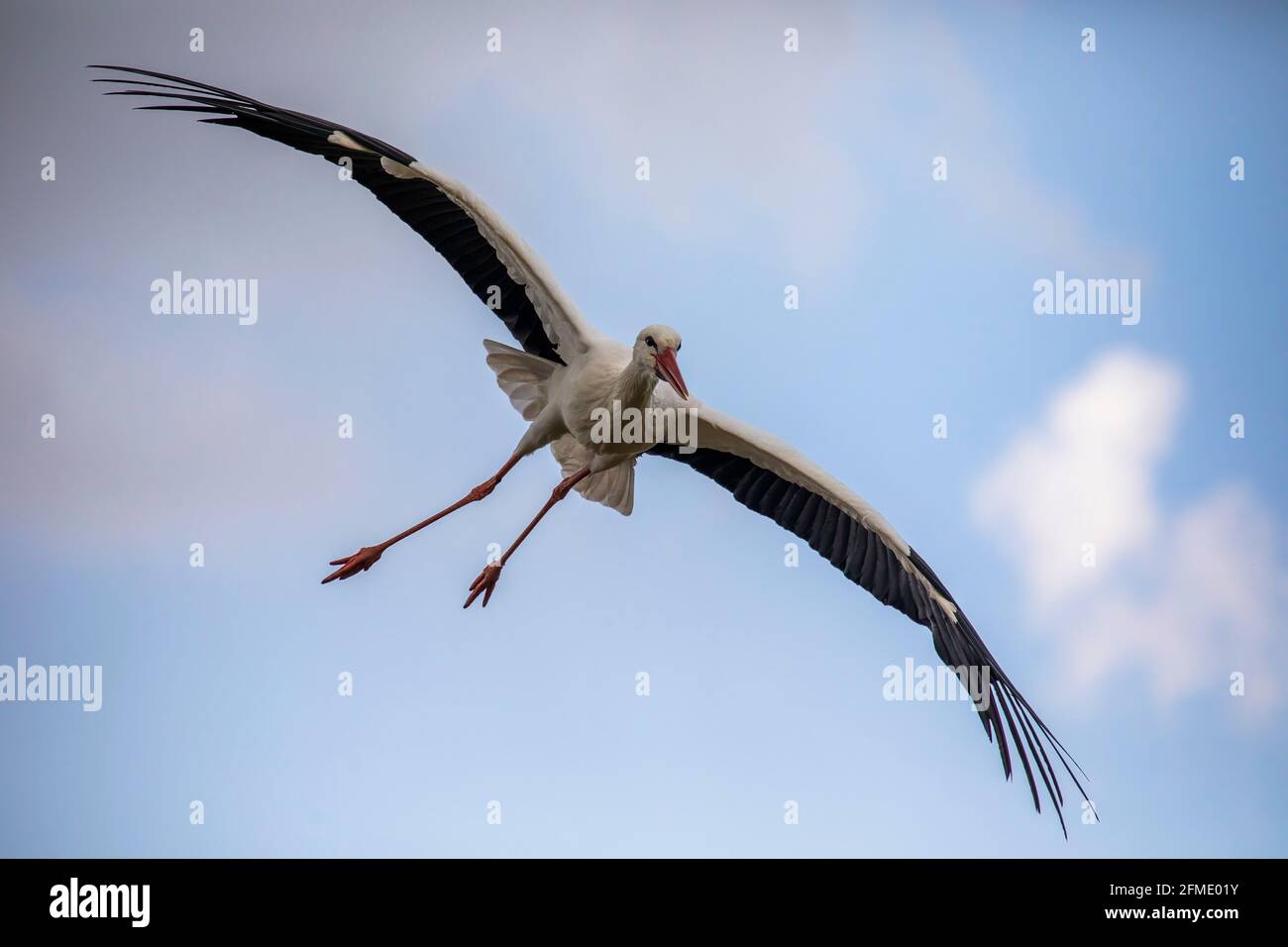 Eurasian Stork in Flight Stock Photo - Alamy