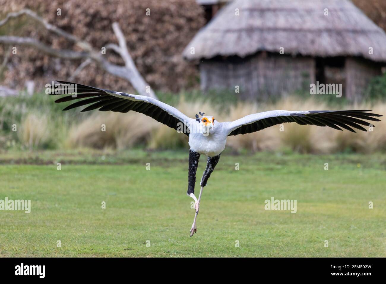 Secretary bird nest hi-res stock photography and images - Alamy