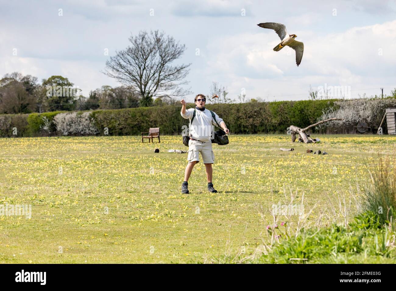 Falconer falconry talons hi-res stock photography and images - Alamy