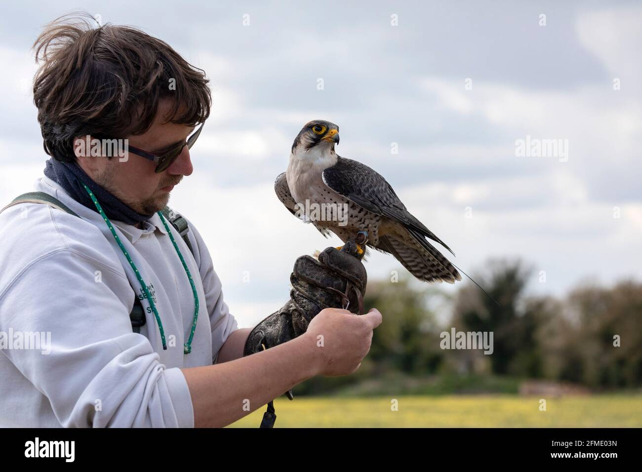 Falconer falconry talons hi-res stock photography and images - Alamy