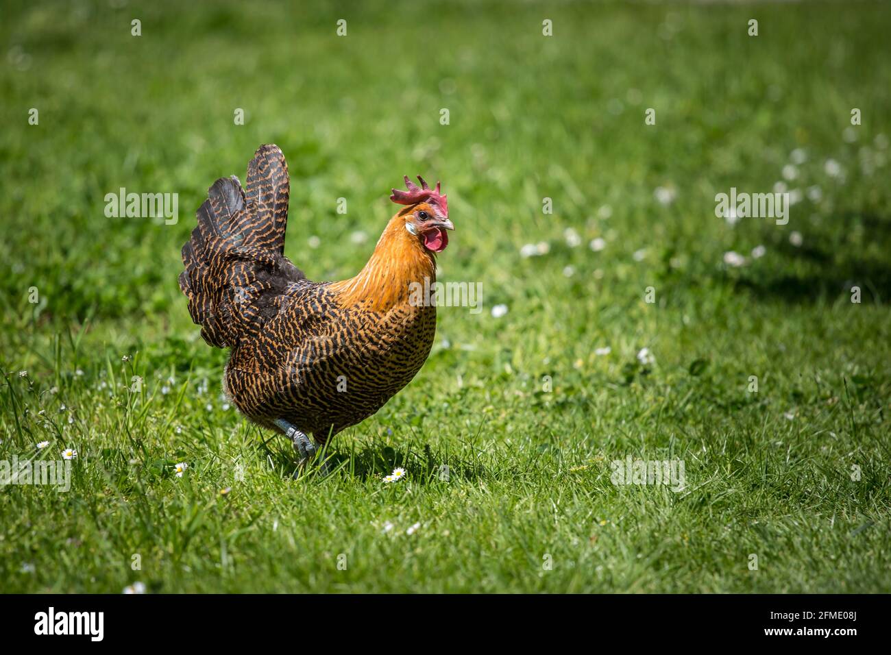 Belgian chicken breed hi-res stock photography and images - Alamy