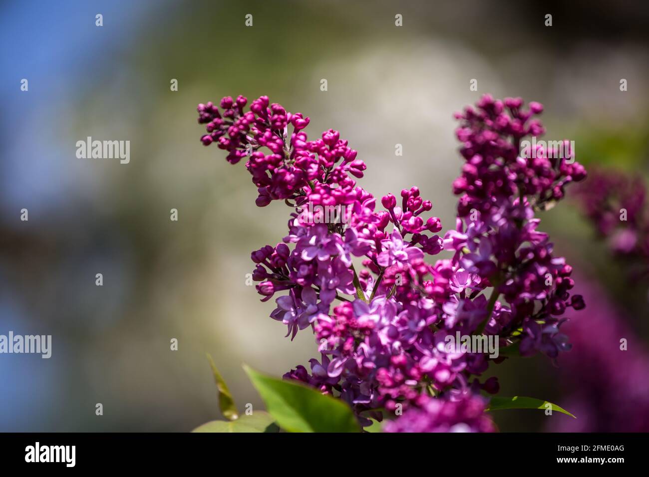 Syringa blooming hi-res stock photography and images - Alamy