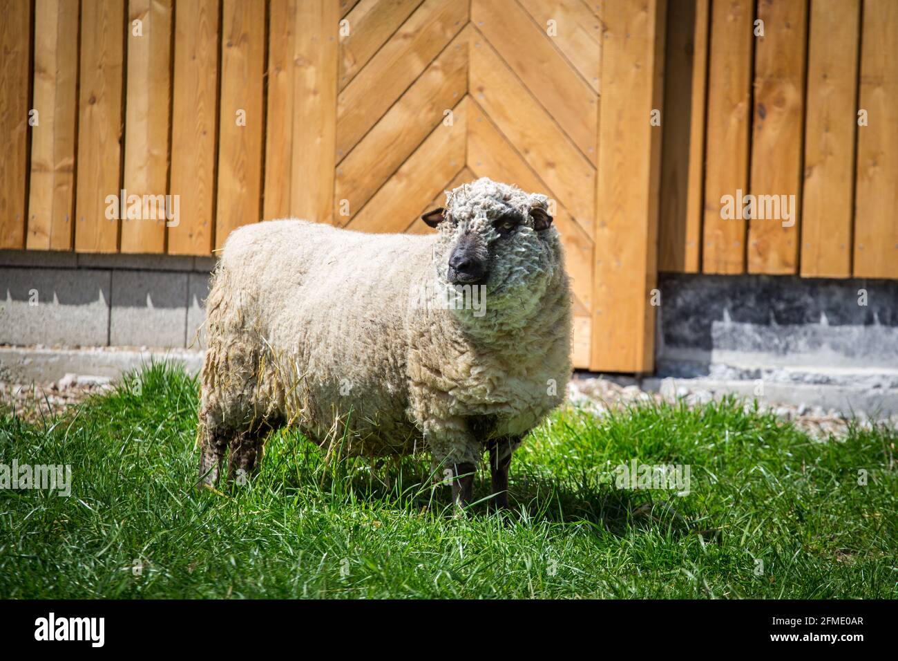English sheep breed hi-res stock photography and images - Alamy
