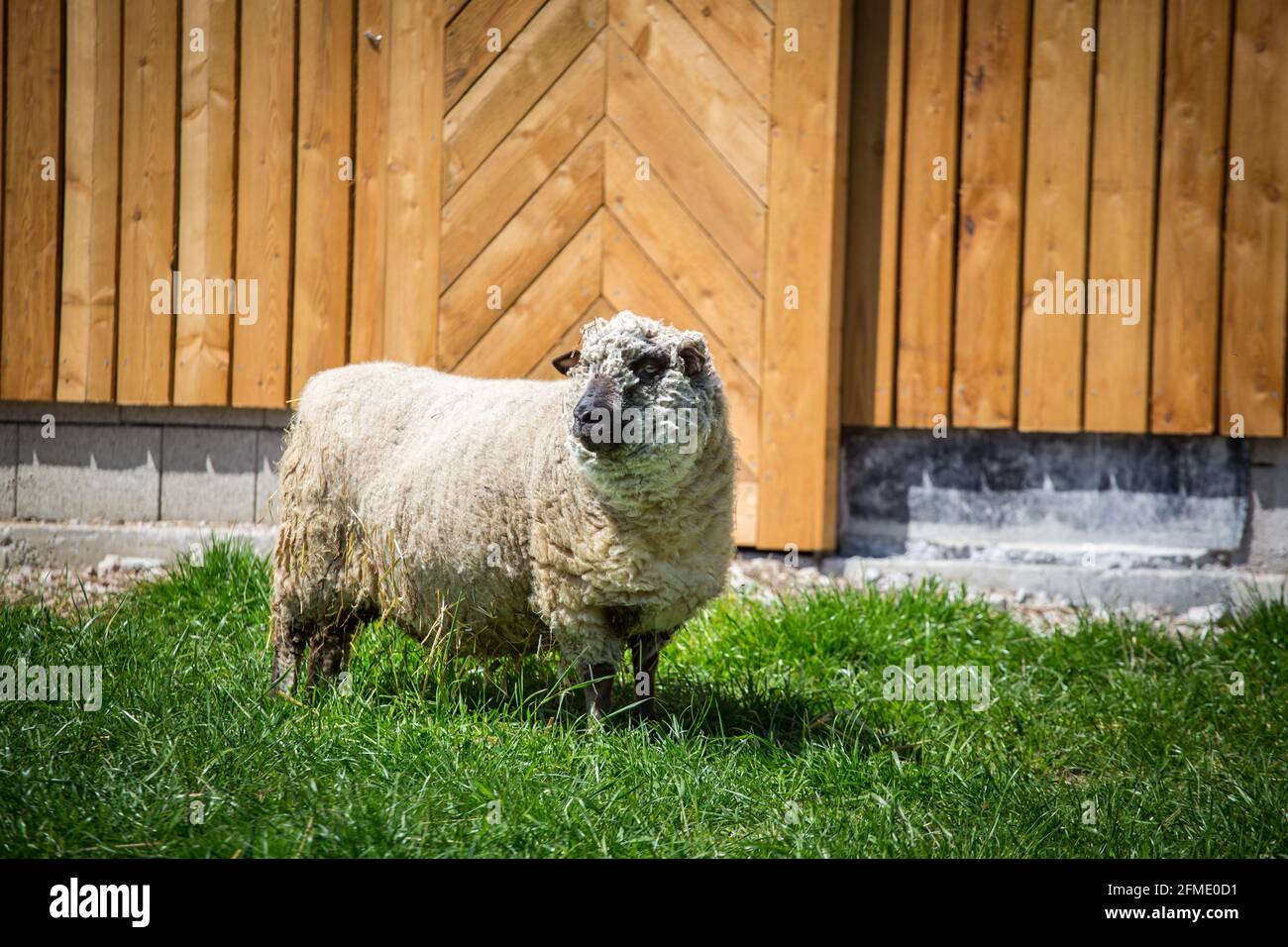 English breed of sheep hi-res stock photography and images - Alamy