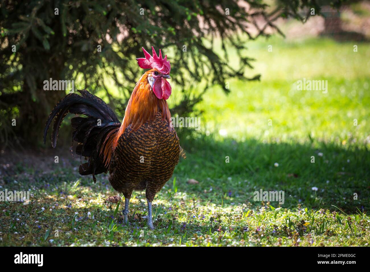 Goldbrakel, Goudbrakel rooster - a rare chicken breed from Belgium ...