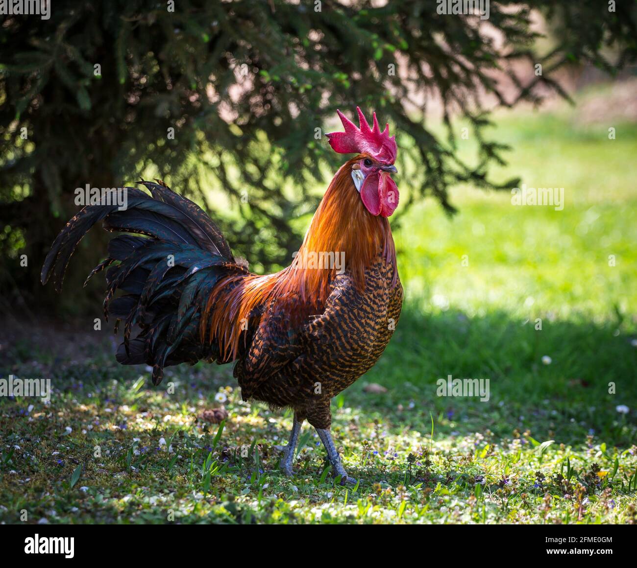 Braekel chicken hi-res stock photography and images - Alamy