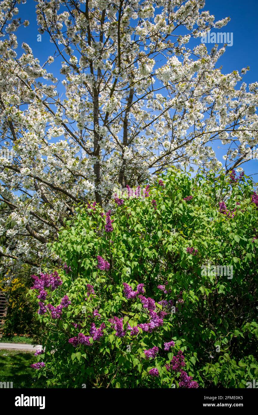 Blooming lilac (Syringa) and blooming fruit tree Stock Photo - Alamy