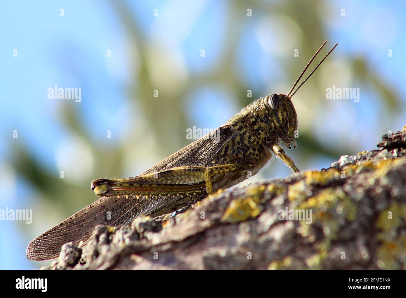 Migratory locust hi-res stock photography and images - Alamy