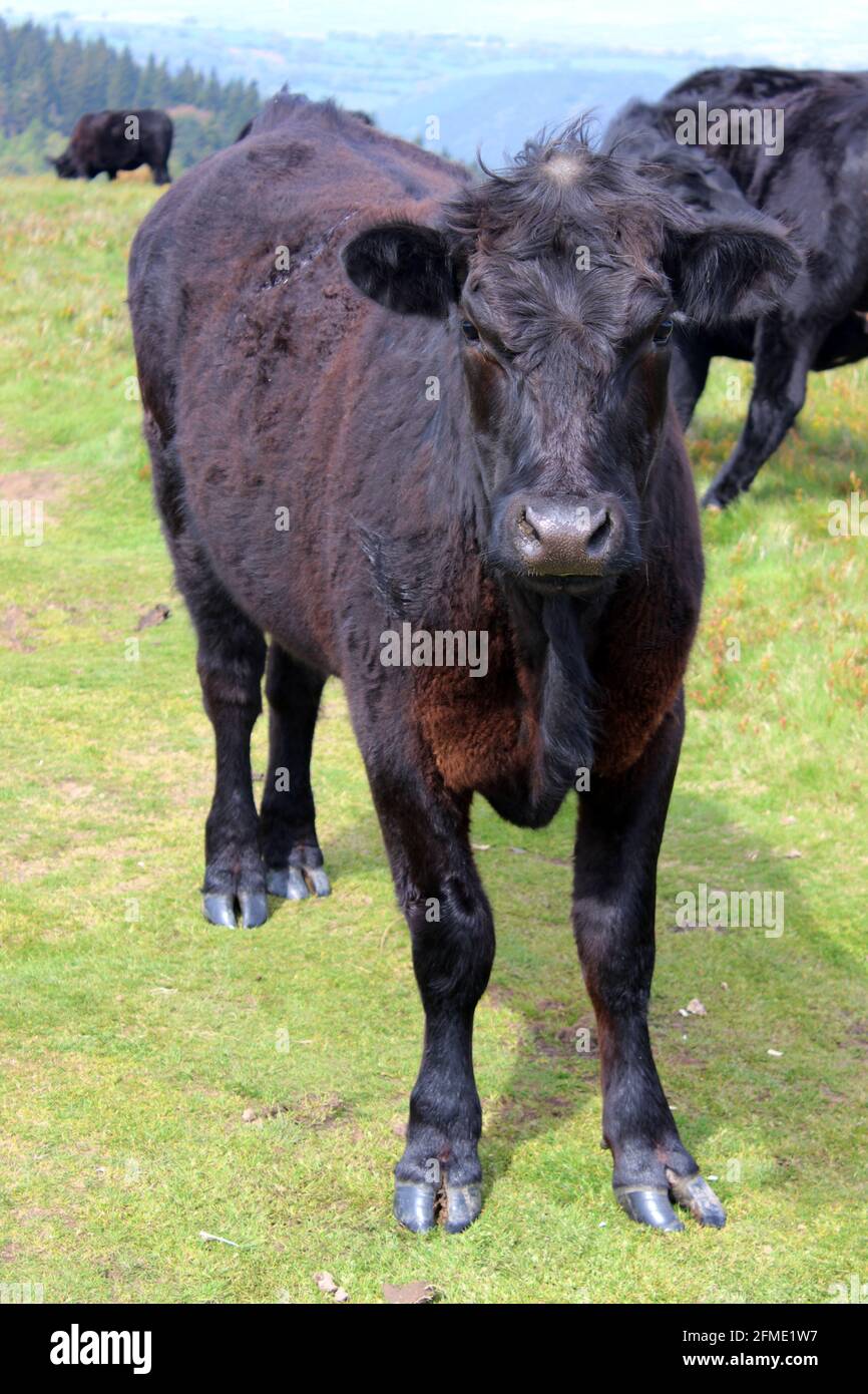 Black mountain wales hi-res stock photography and images - Alamy