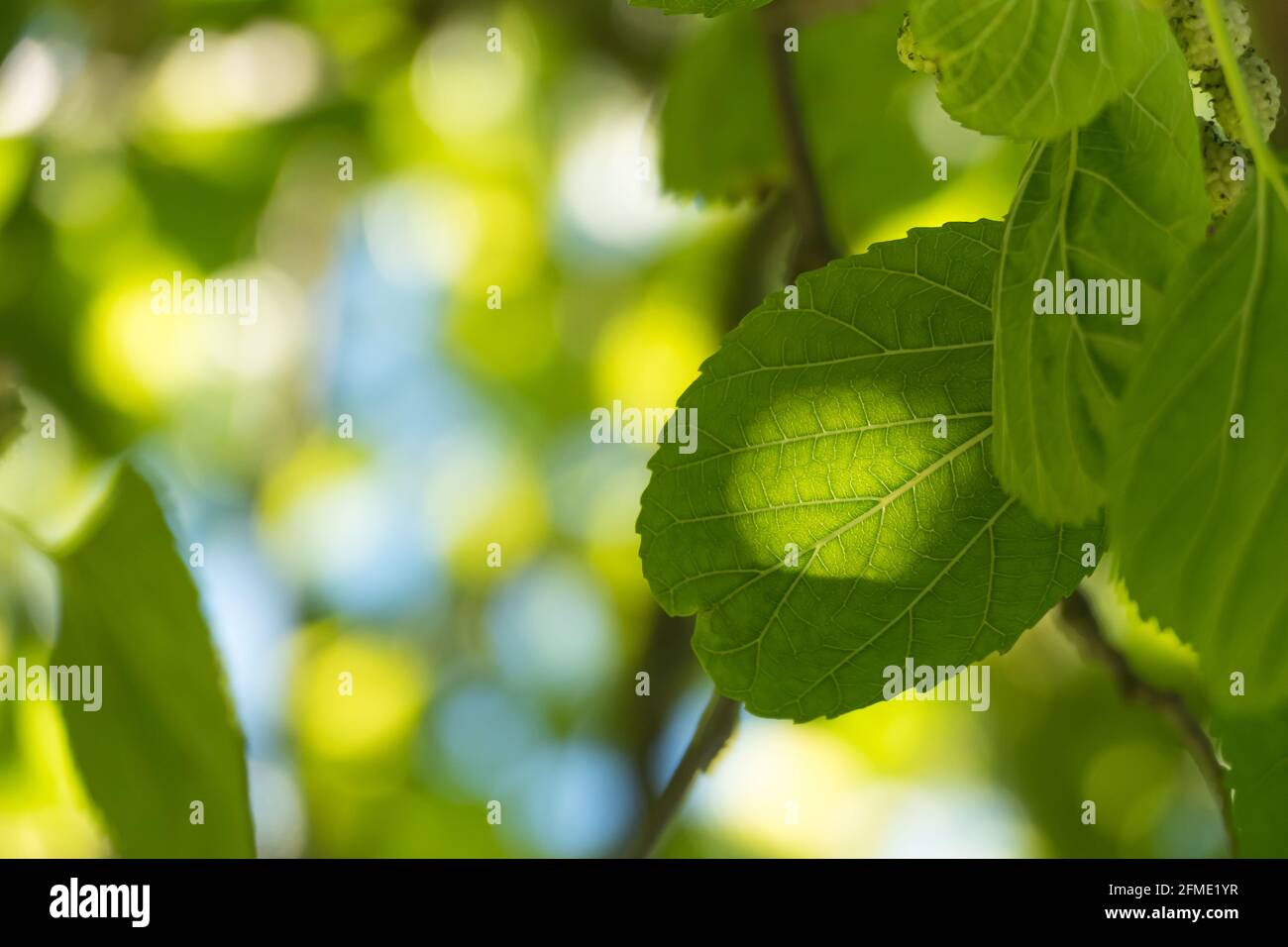Mulberry tree leaves hi-res stock photography and images - Alamy