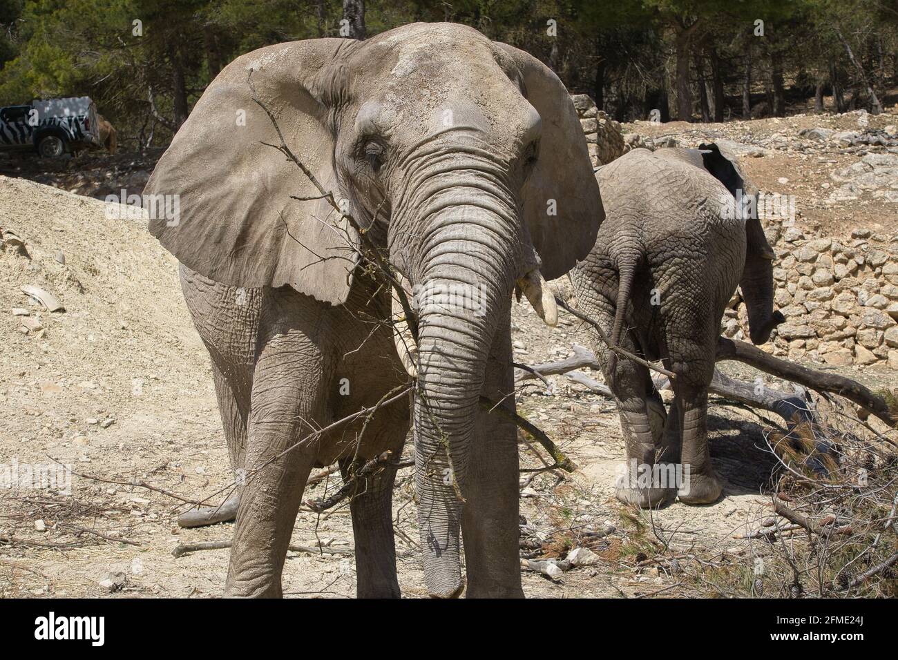 African elephant portrait in a natural park and animal reserve, located ...