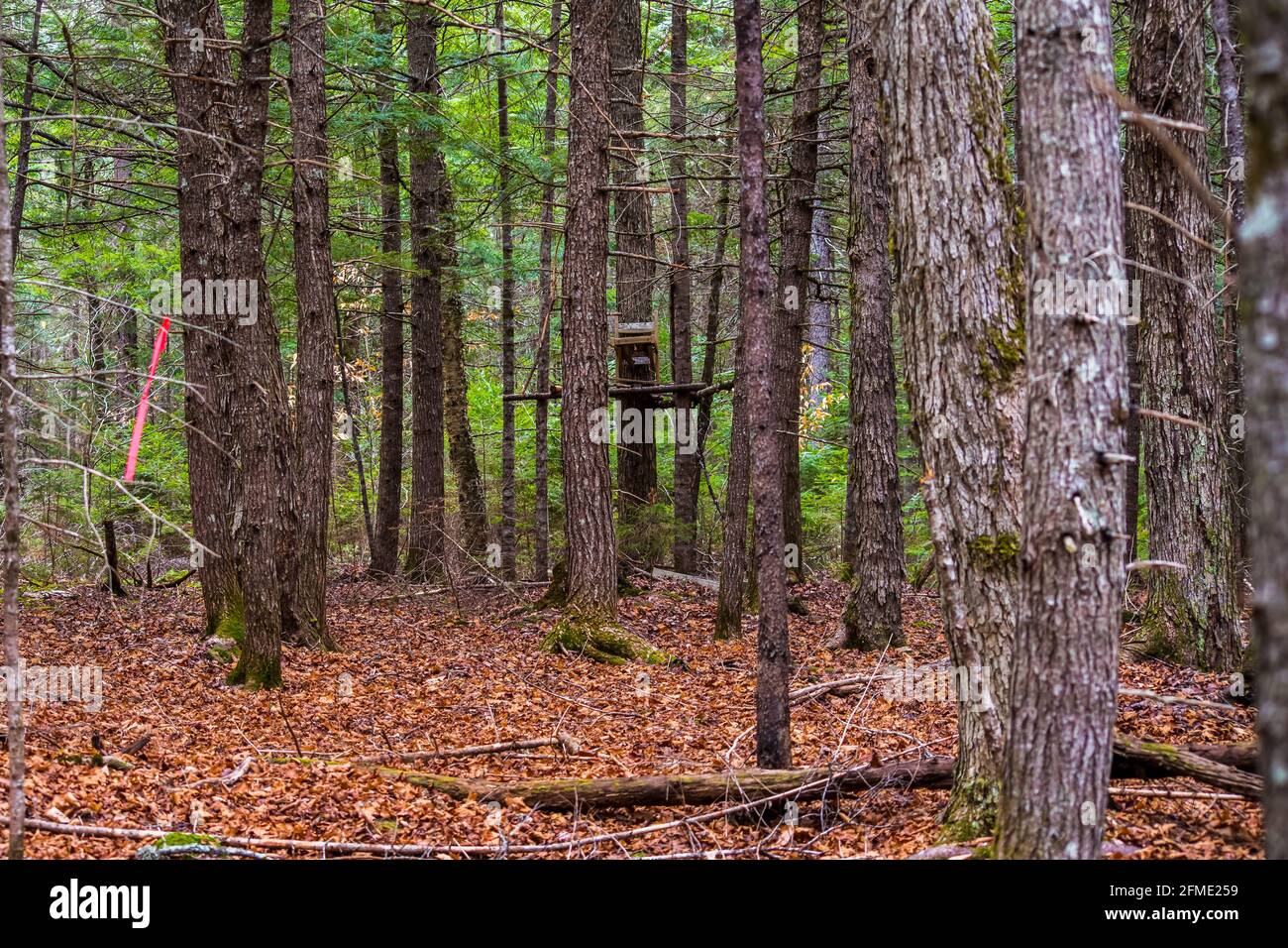 A deer hunting tree stand with tags to mark range Stock Photo - Alamy