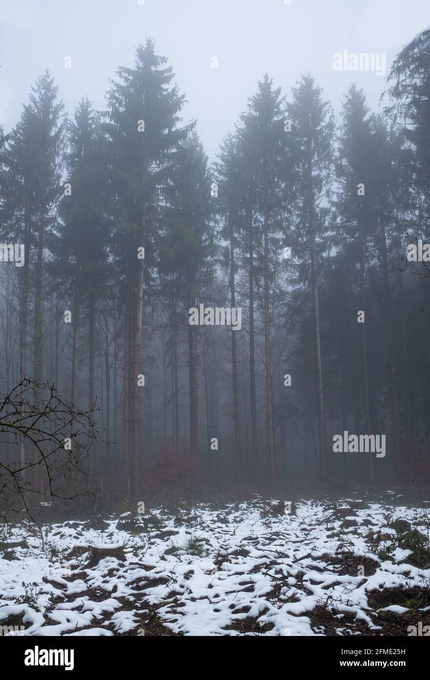 Zurich, Switzerland - December 14, 2020: The Grunwald forest in Zurich ...