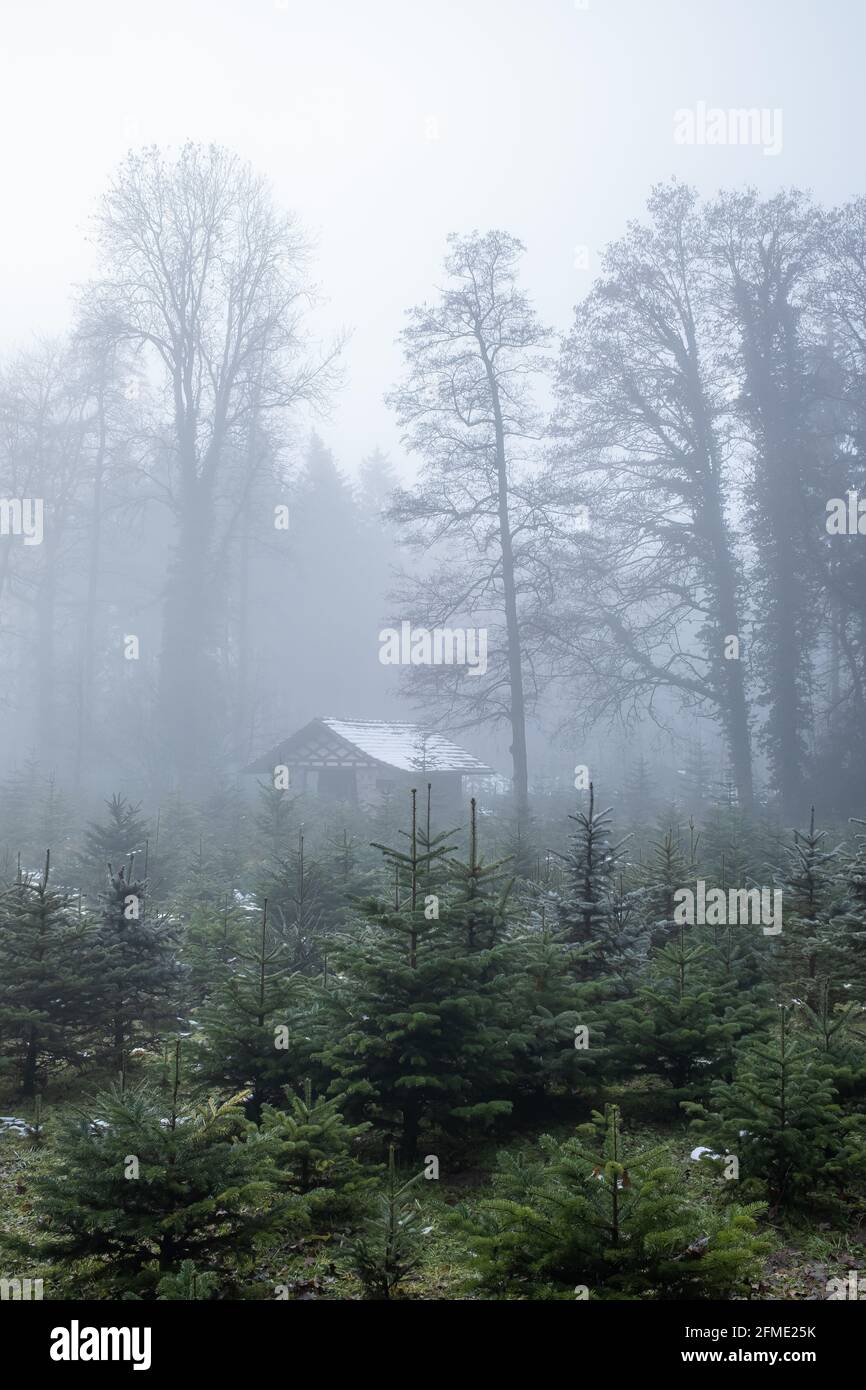 Zurich, Switzerland - December 14, 2020: Small spruce trees in front of ...