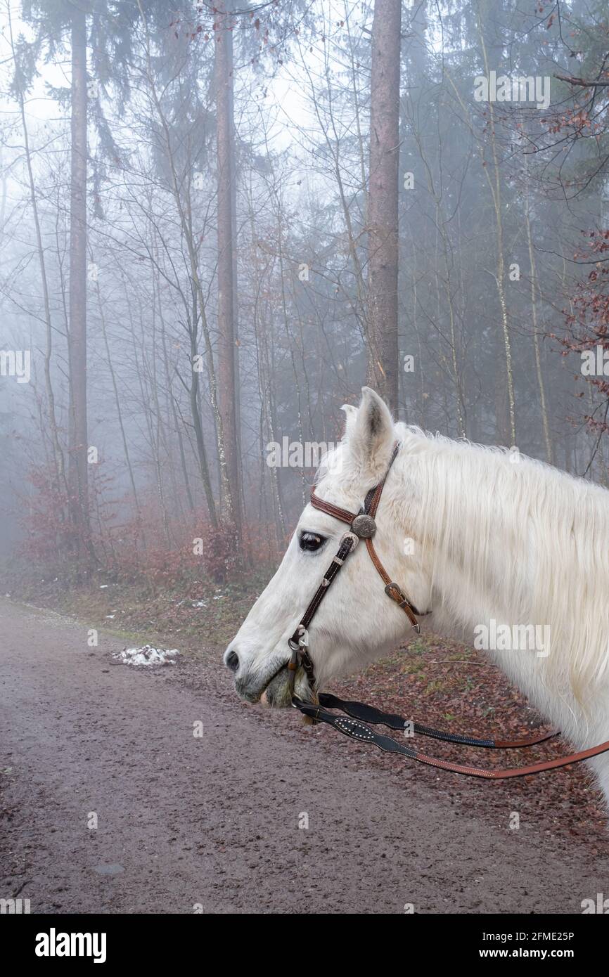 Arabian forest hi-res stock photography and images - Alamy