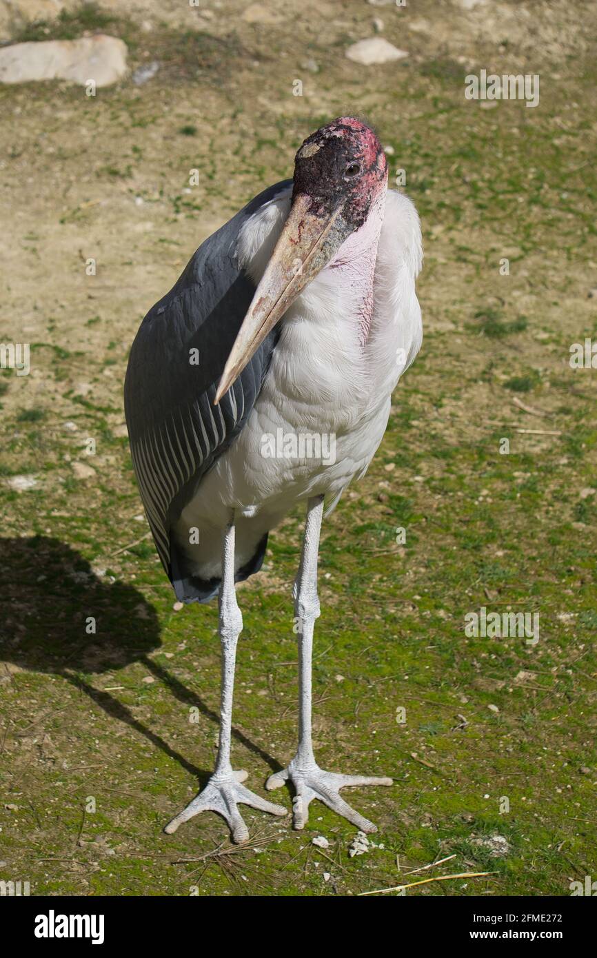 a marabu in a natural park and animal reserve, located in the Sierra de ...