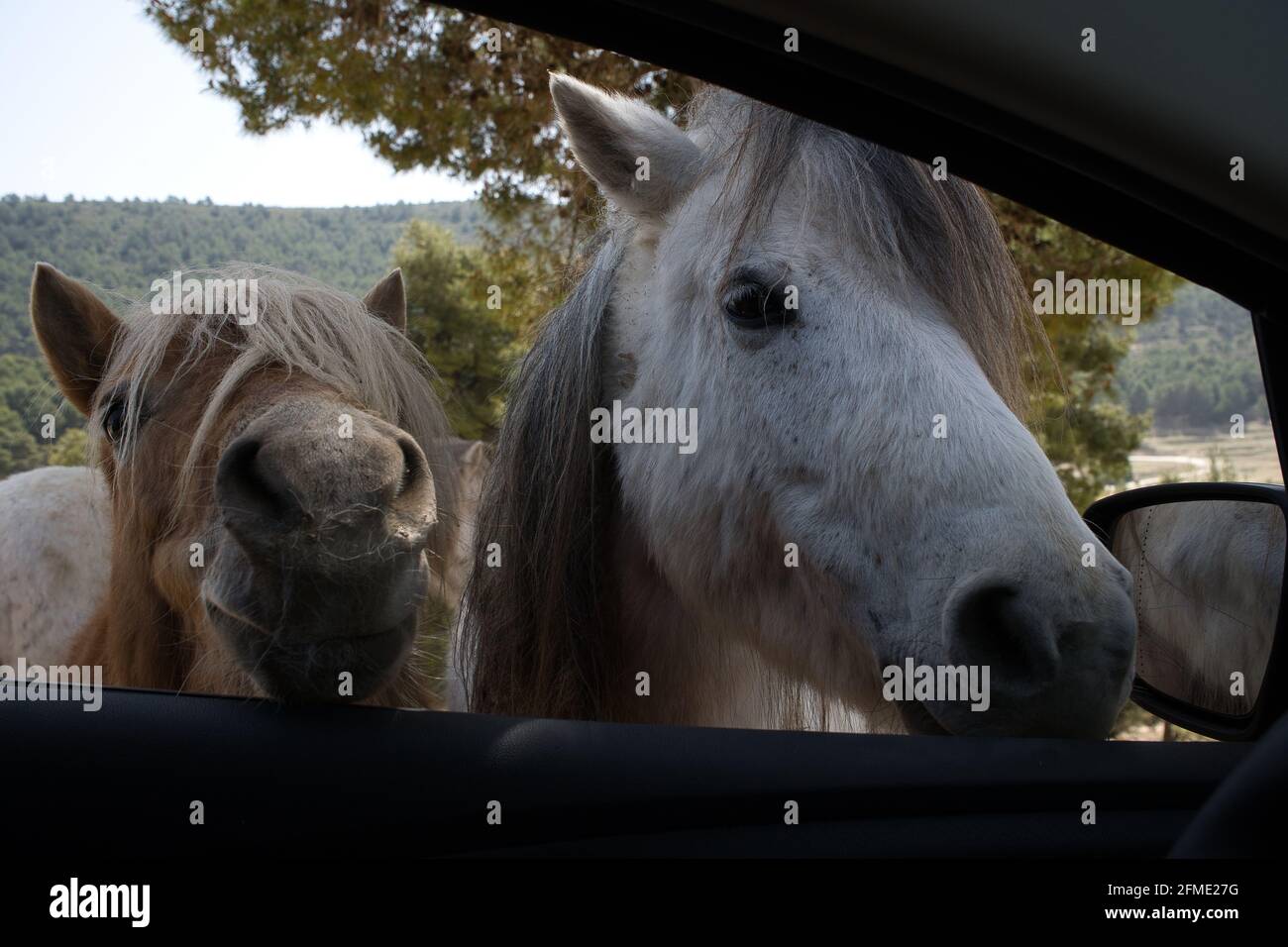 portrait of a pony in a car window. animals Stock Photo - Alamy