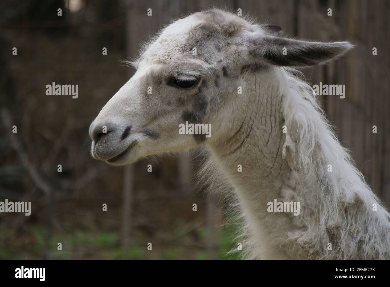 llama in a natural park and animal reserve, located in the Sierra de ...