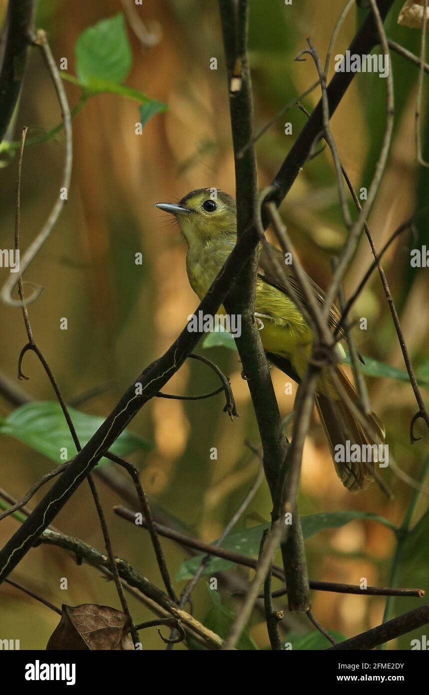 Hairy backed bulbul hi-res stock photography and images - Alamy