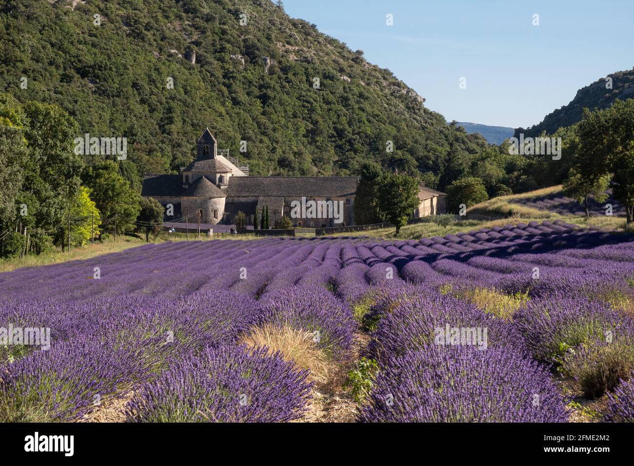 Senanque, France - July 5, 2020: Blooming purple lavender field next to ...