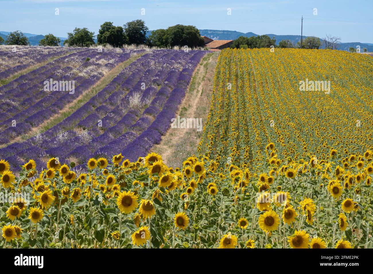 Valensole, France - July 5, 2020: Beautiful flowering lavender and ...