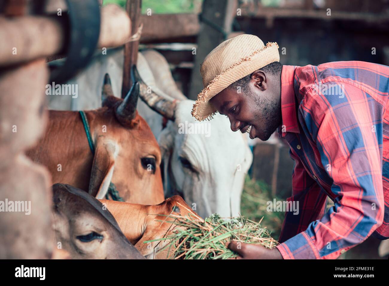 African farm worker farmer man feeding cows with hay and grass on ...