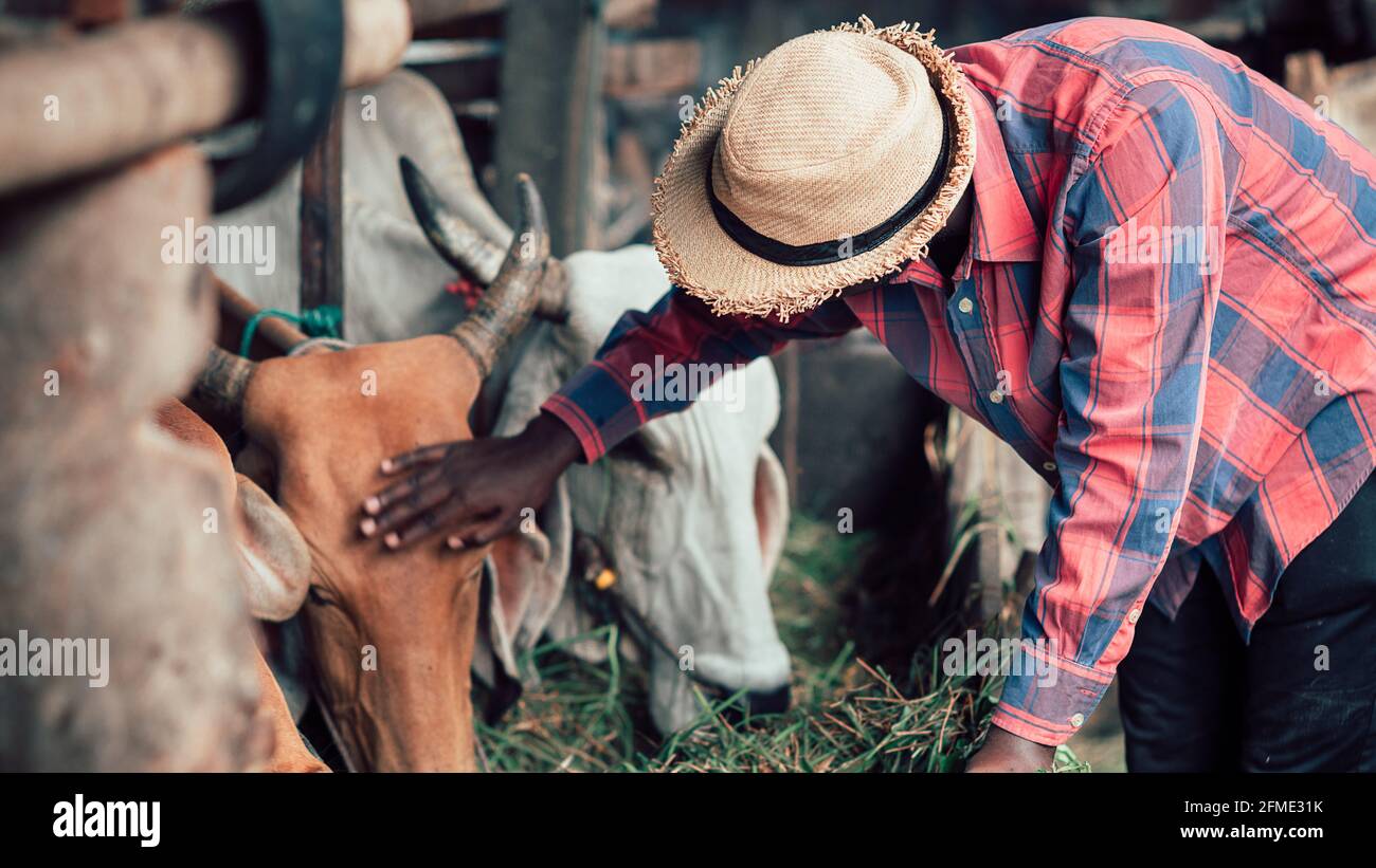 African farm worker farmer man feeding cows with hay and grass on ...