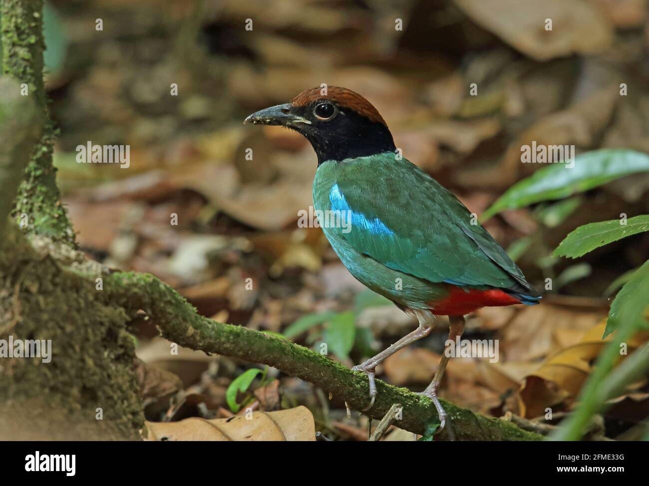 Western hooded pitta hi-res stock photography and images - Alamy