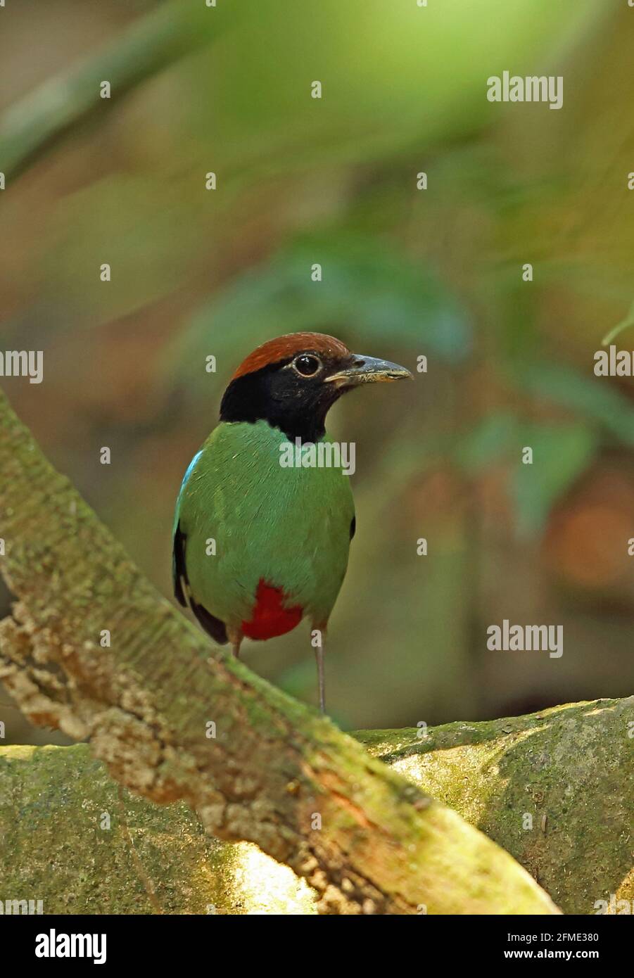 Western hooded pitta hi-res stock photography and images - Alamy