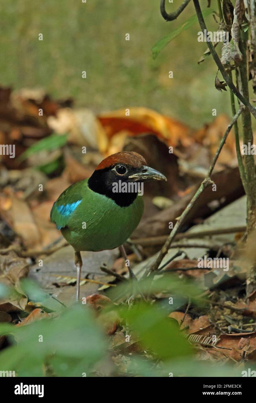 Western hooded pitta hi-res stock photography and images - Alamy