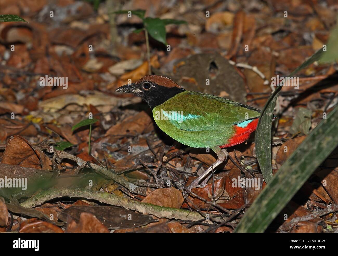 Western Hooded Pitta (Pitta sordida) adult standing on forest floor ...