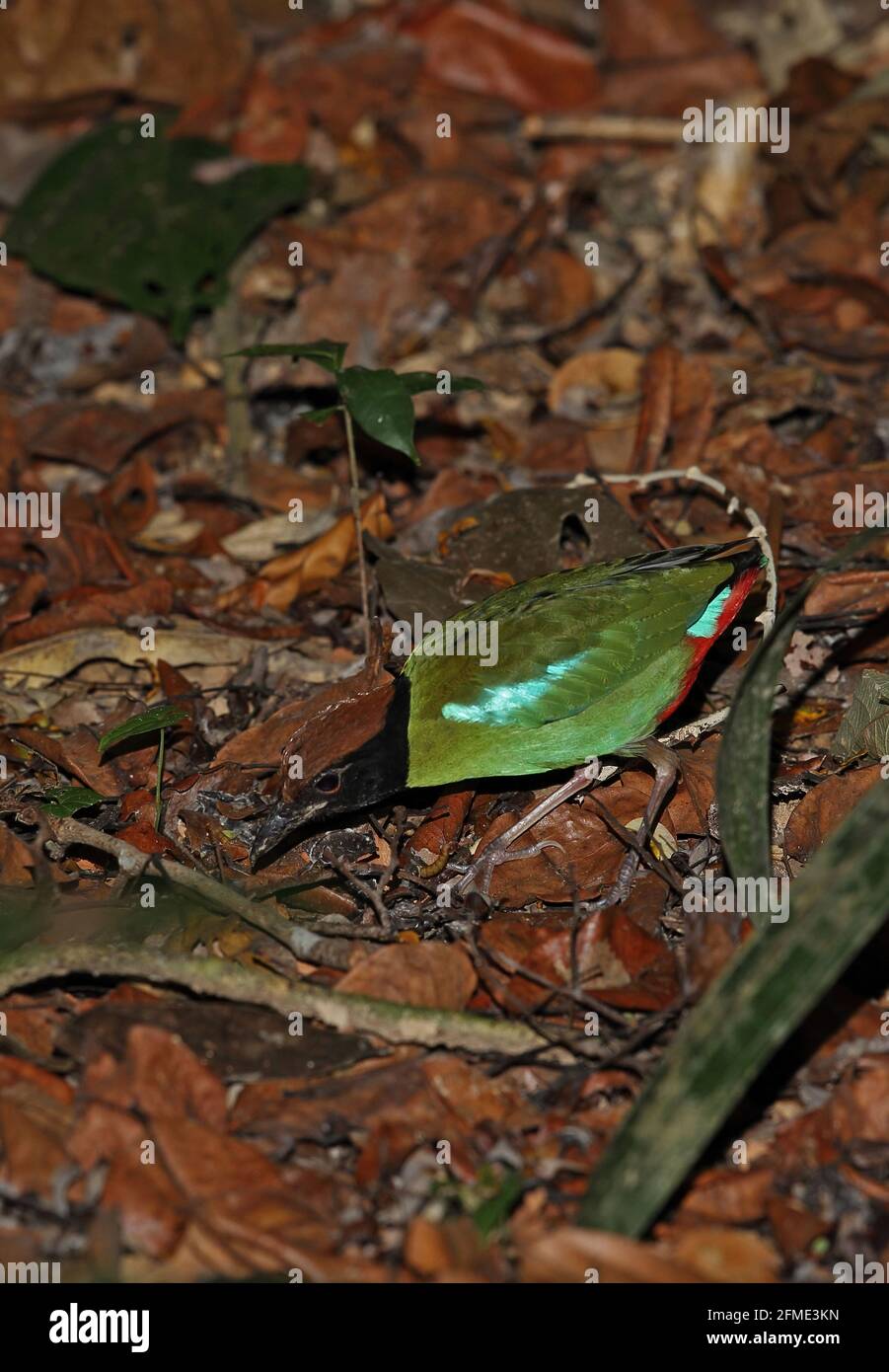 Western Hooded Pitta (Pitta sordida) adult foraging on forest floor ...
