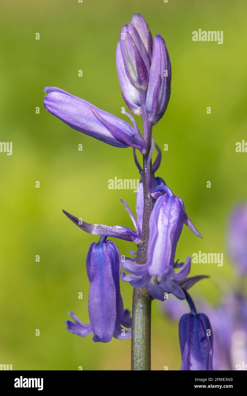 Close up of a common bluebell (hyacinthoides non scripta) flower in ...