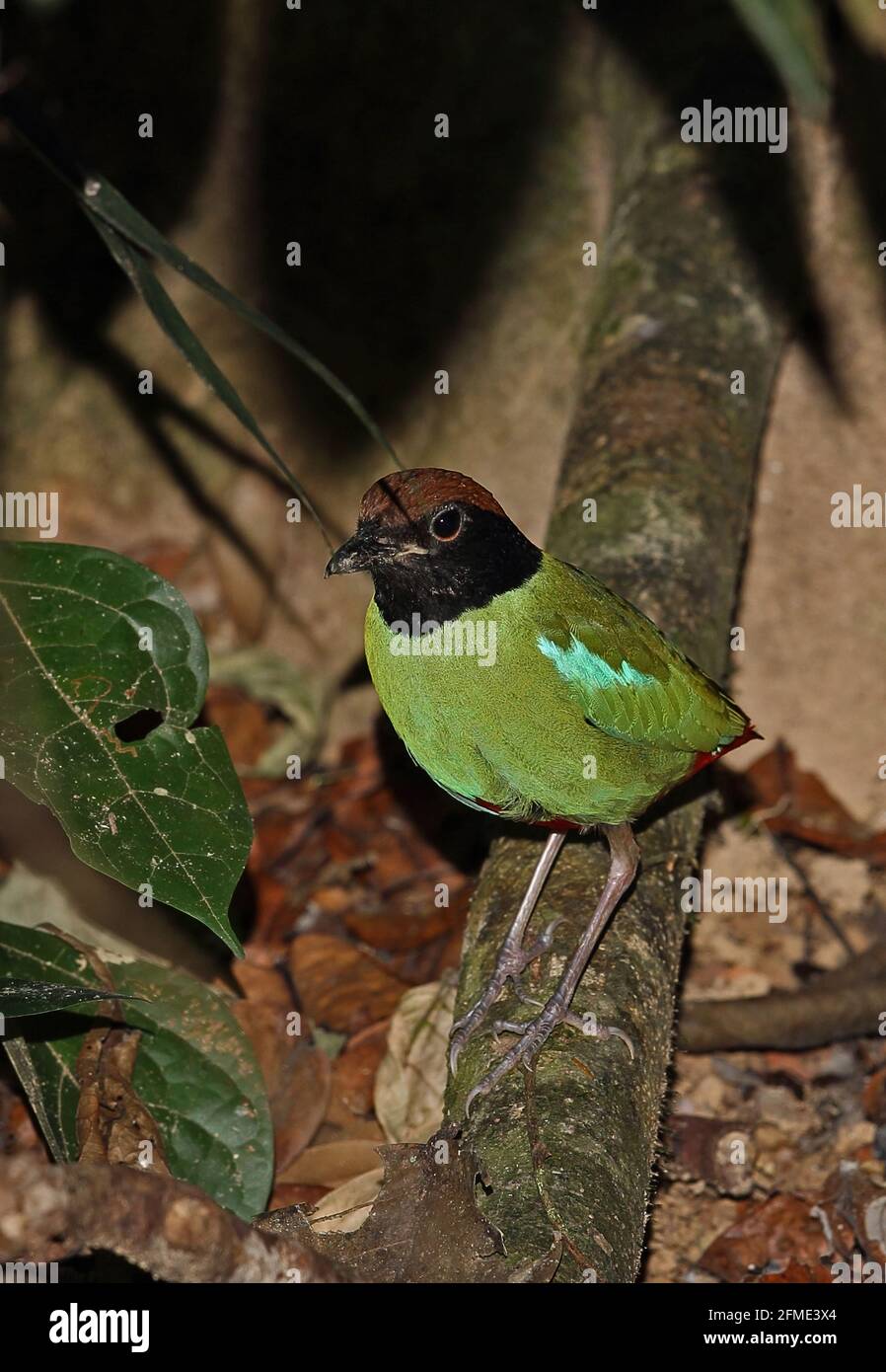 Pitta of malaysia hi-res stock photography and images - Alamy