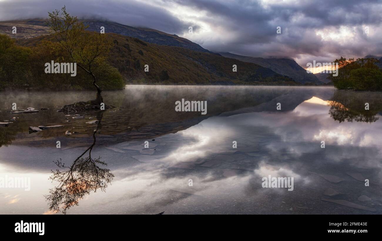 The Lone Tree Llanberis North Wales Stock Photo - Alamy