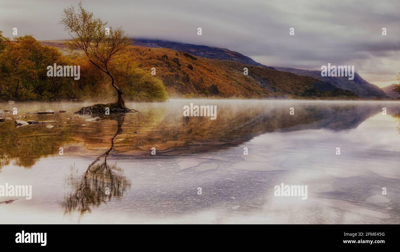 The Lone Tree Llanberis North Wales Stock Photo - Alamy