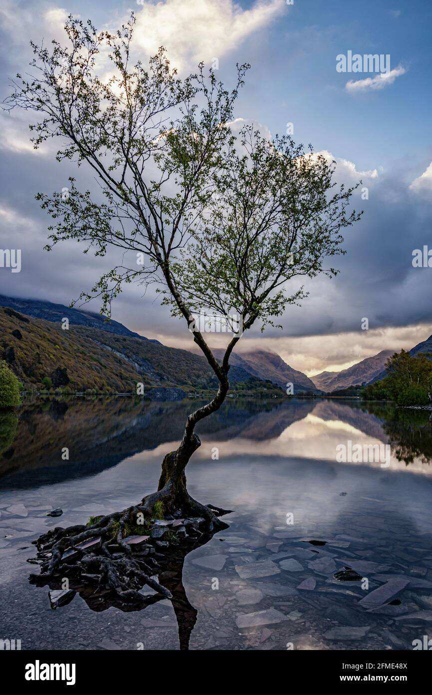 The Lone Tree Llanberis North Wales Stock Photo - Alamy