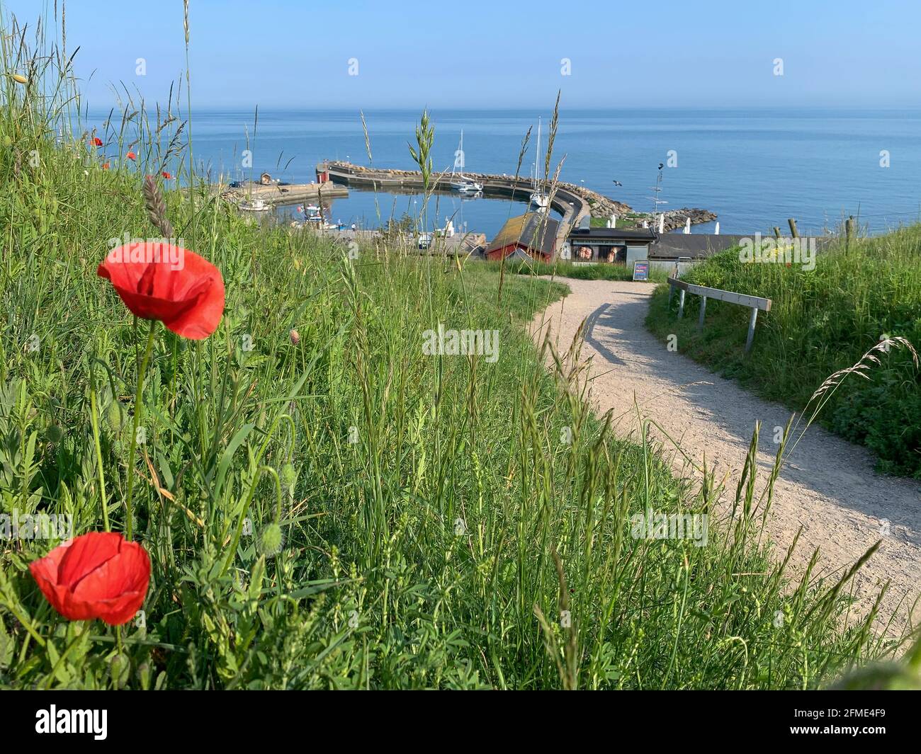 Ales Stenar, Sweden - June 4, 2019: Poppy flowers along the path ...