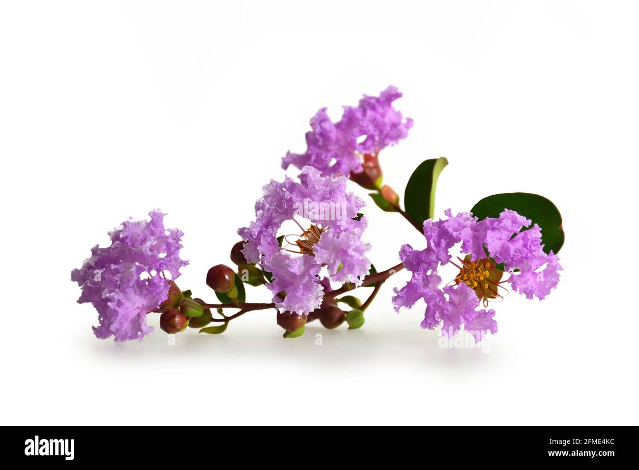 Crepe myrtle tree Cut Out Stock Images & Pictures - Alamy