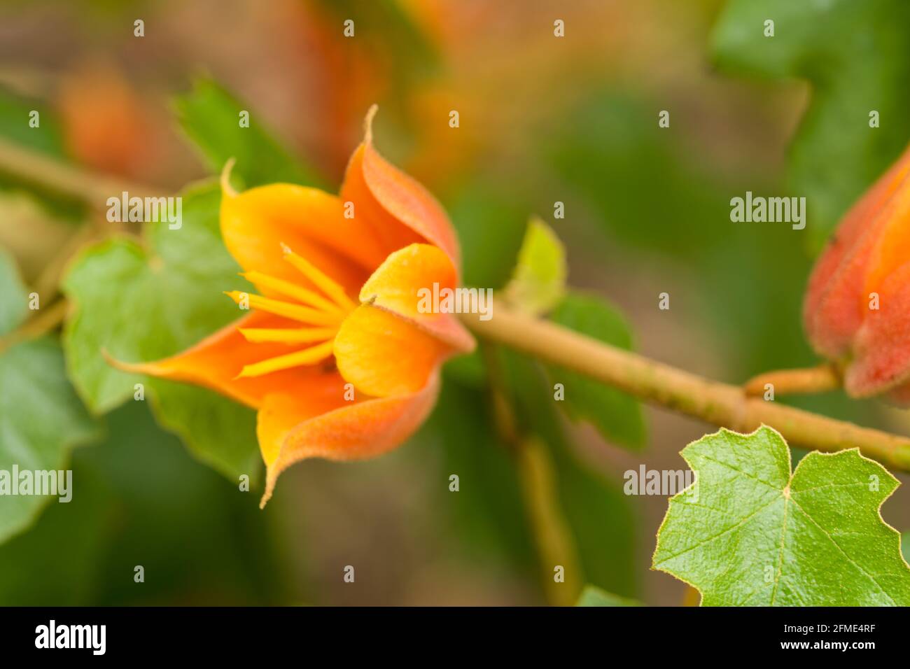 Chiranthomontodendron lenzii hi-res stock photography and images - Alamy