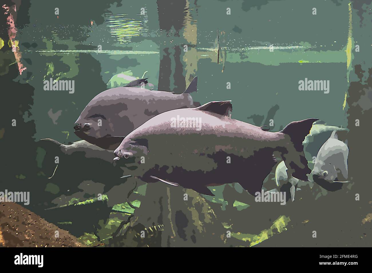 illustration from a photograph of fish in a swamp Stock Photo - Alamy