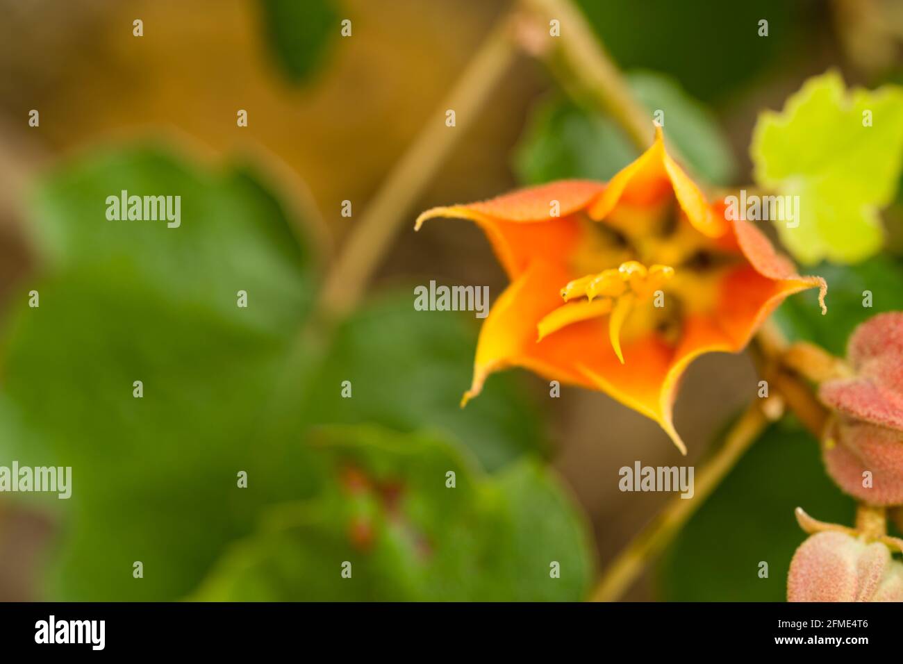 hybrid monkey hand tree Stock Photo - Alamy