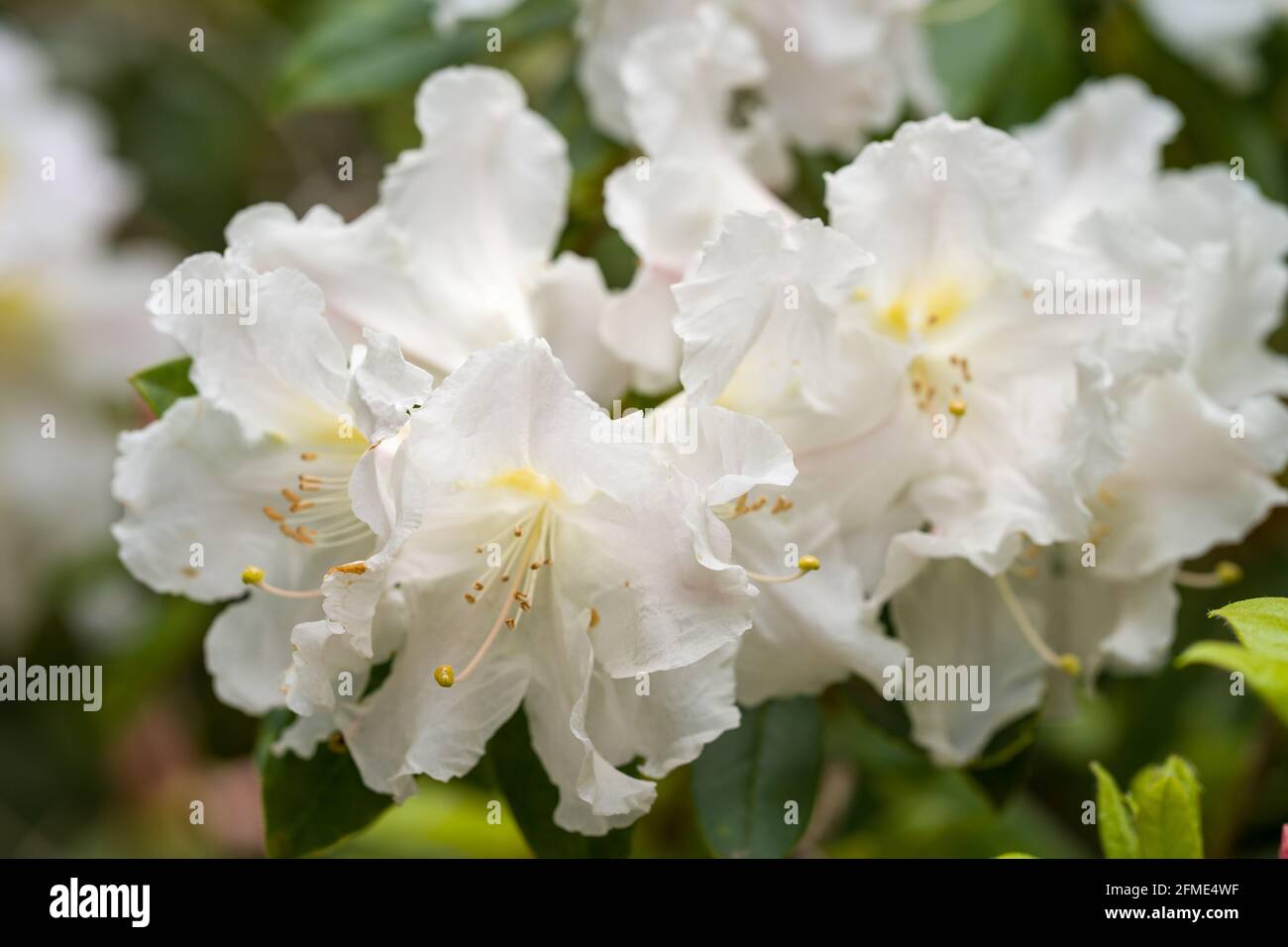 china blue flower Stock Photo - Alamy