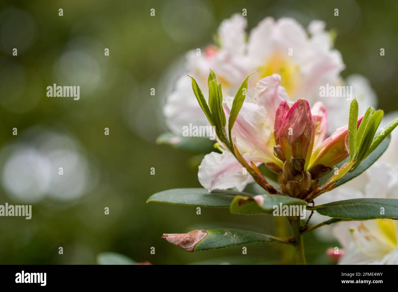 china blue flower Stock Photo - Alamy