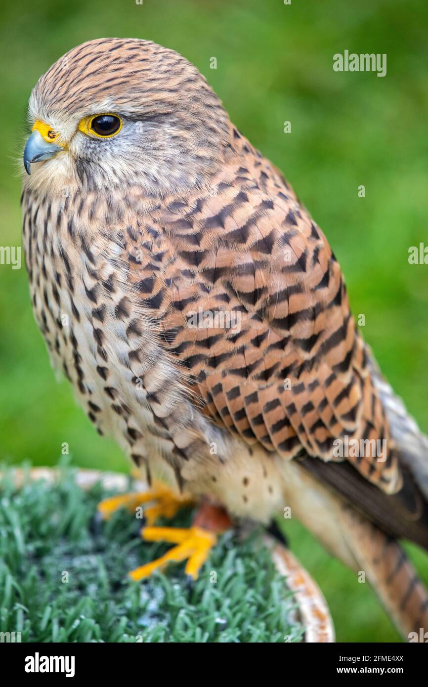 Kestrel eyes close up hi-res stock photography and images - Alamy
