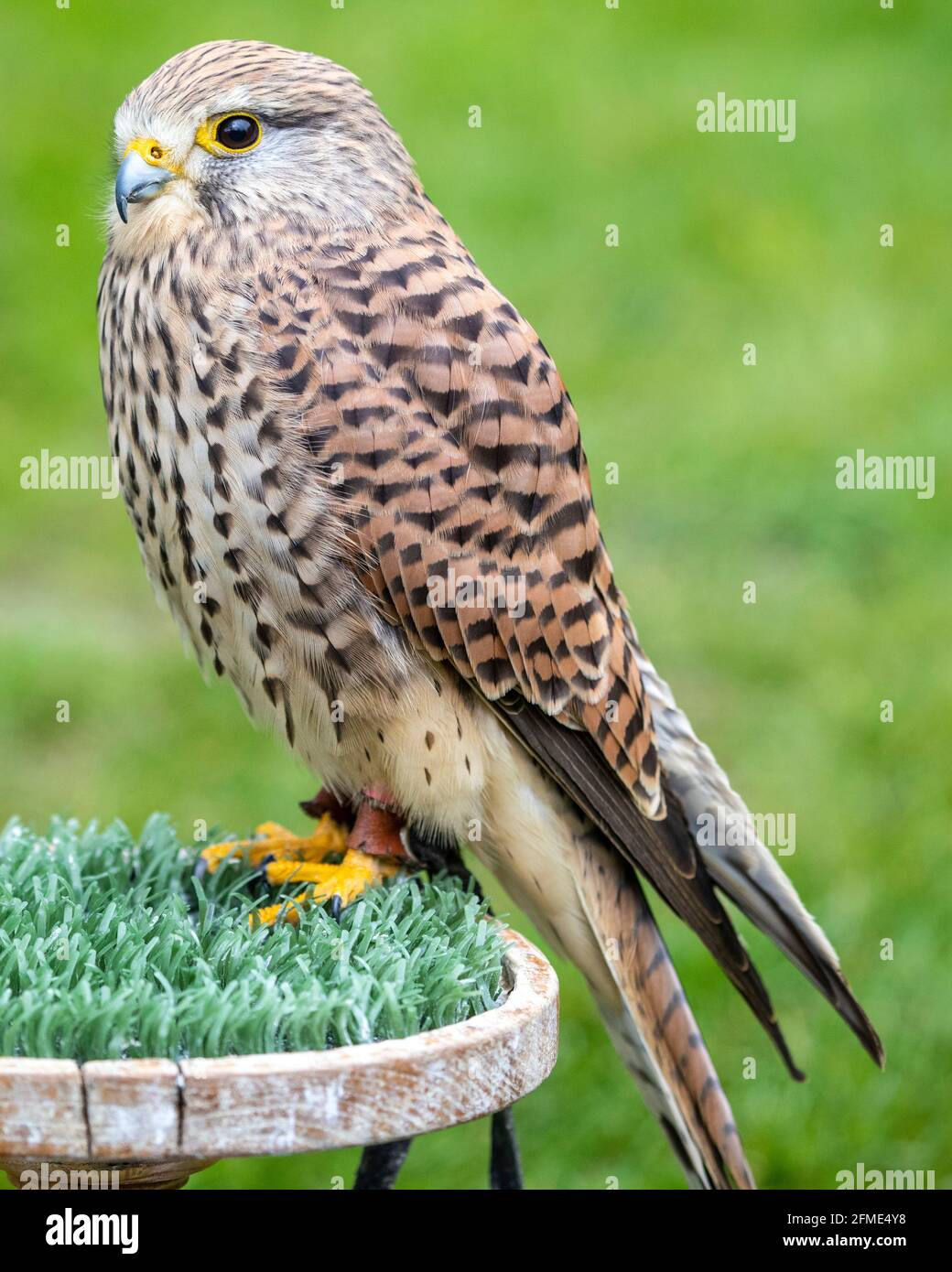 Kestrel eyes close up hi-res stock photography and images - Alamy