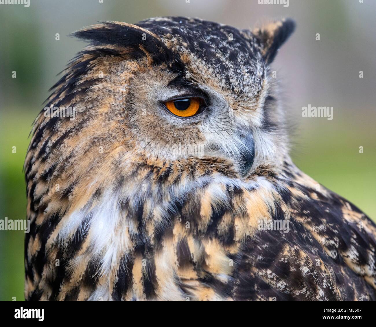 European owl species hi-res stock photography and images - Alamy