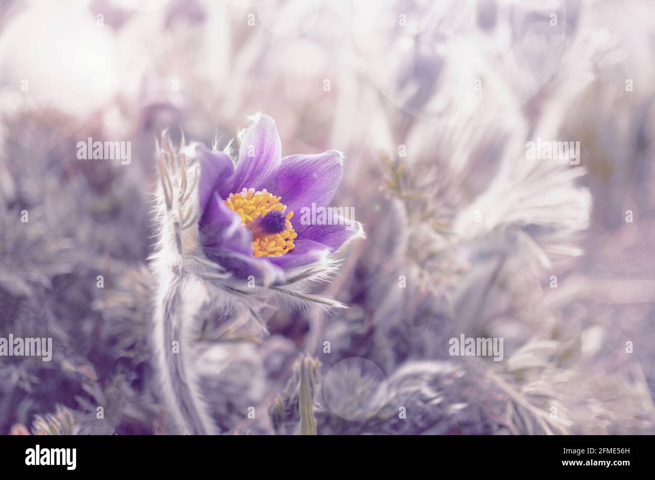 Purple flowers, pulsatilla patens which has another name Sleep Grass or ...
