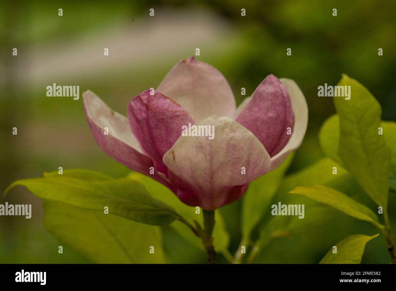 Sugar magnolia hi-res stock photography and images - Alamy