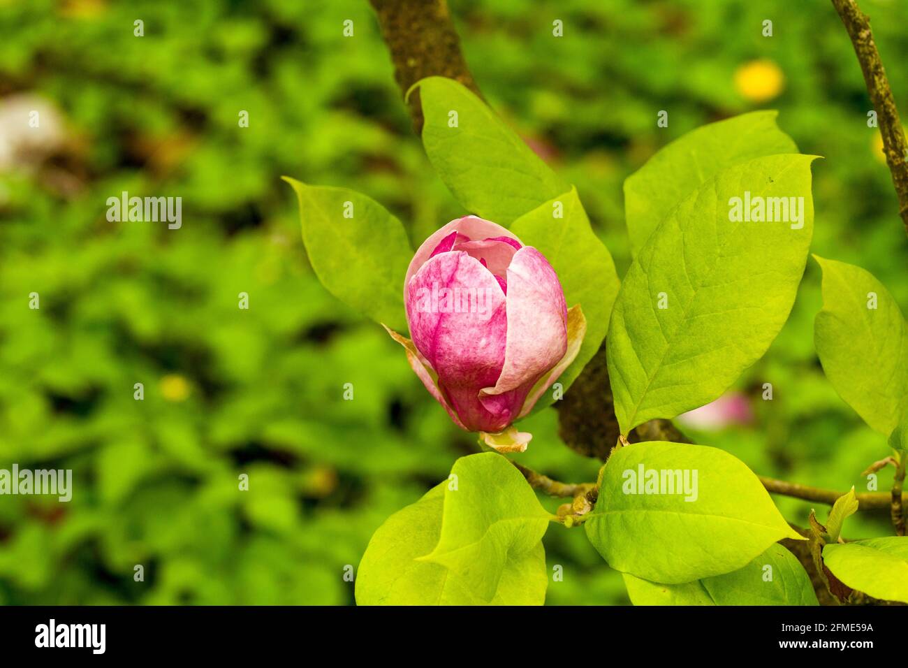 Sugar magnolia hi-res stock photography and images - Alamy
